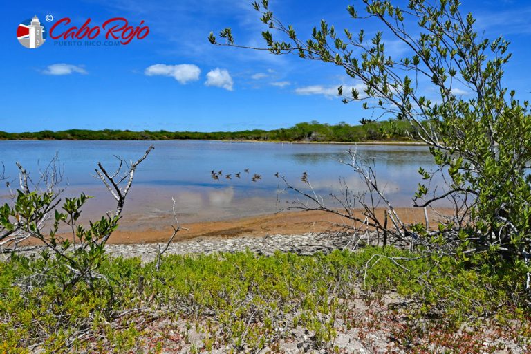 Playa El Combate (Combate Beach), Cabo Rojo, Puerto Rico - 2023 Guide